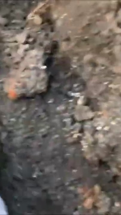 live excavation reveal of a brown glazed stoneware polish pot found bottle digging Glasgow ...