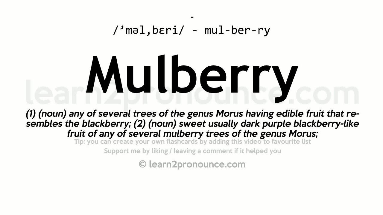 Pronunciation of Mulberry | Definition of Mulberry - YouTube