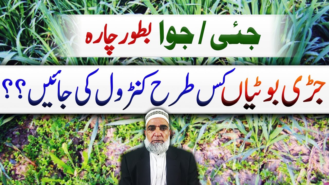 How to control weeds from oats (Jai / Jawa) as fodder || Crop Reformer ...