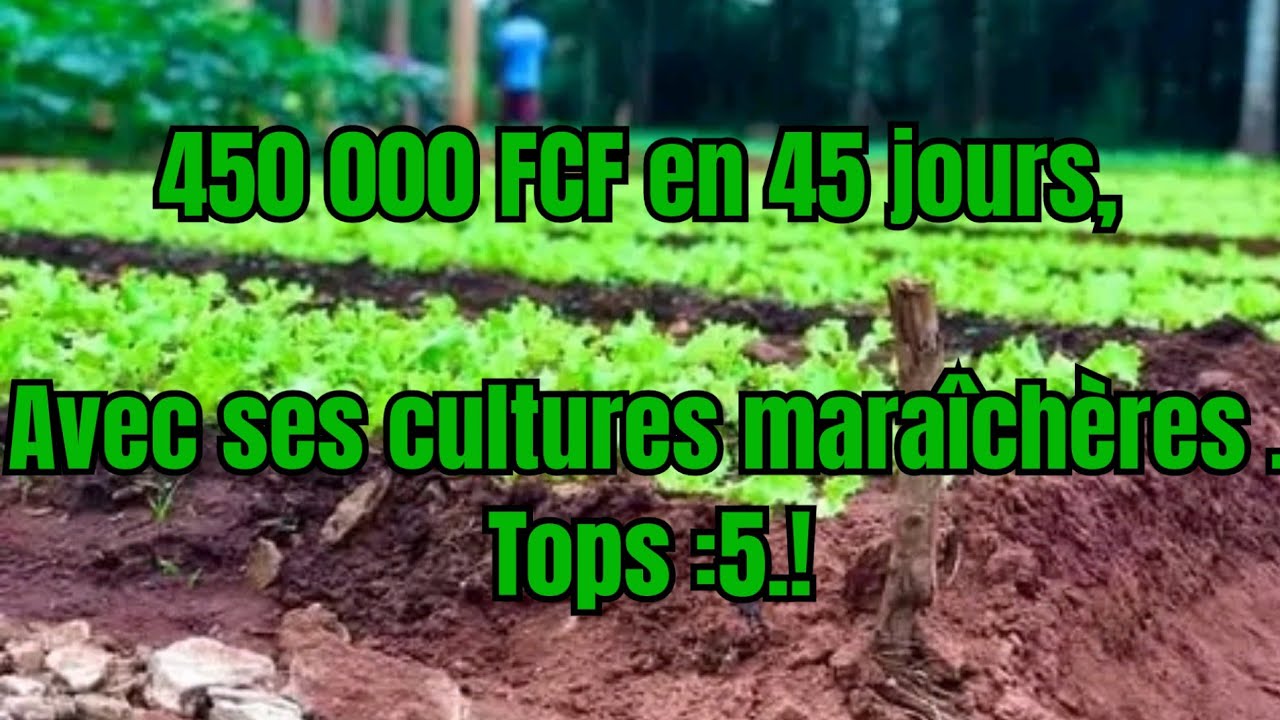 5 CULTURES maraîchère RENTABLE : 450 000 fcf / mois . culture ...