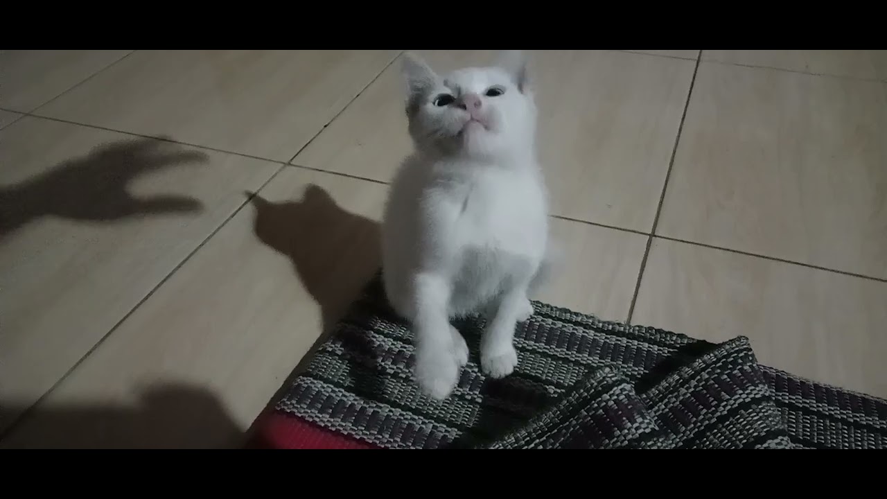 kucing putih lucu bikin gemes - YouTube