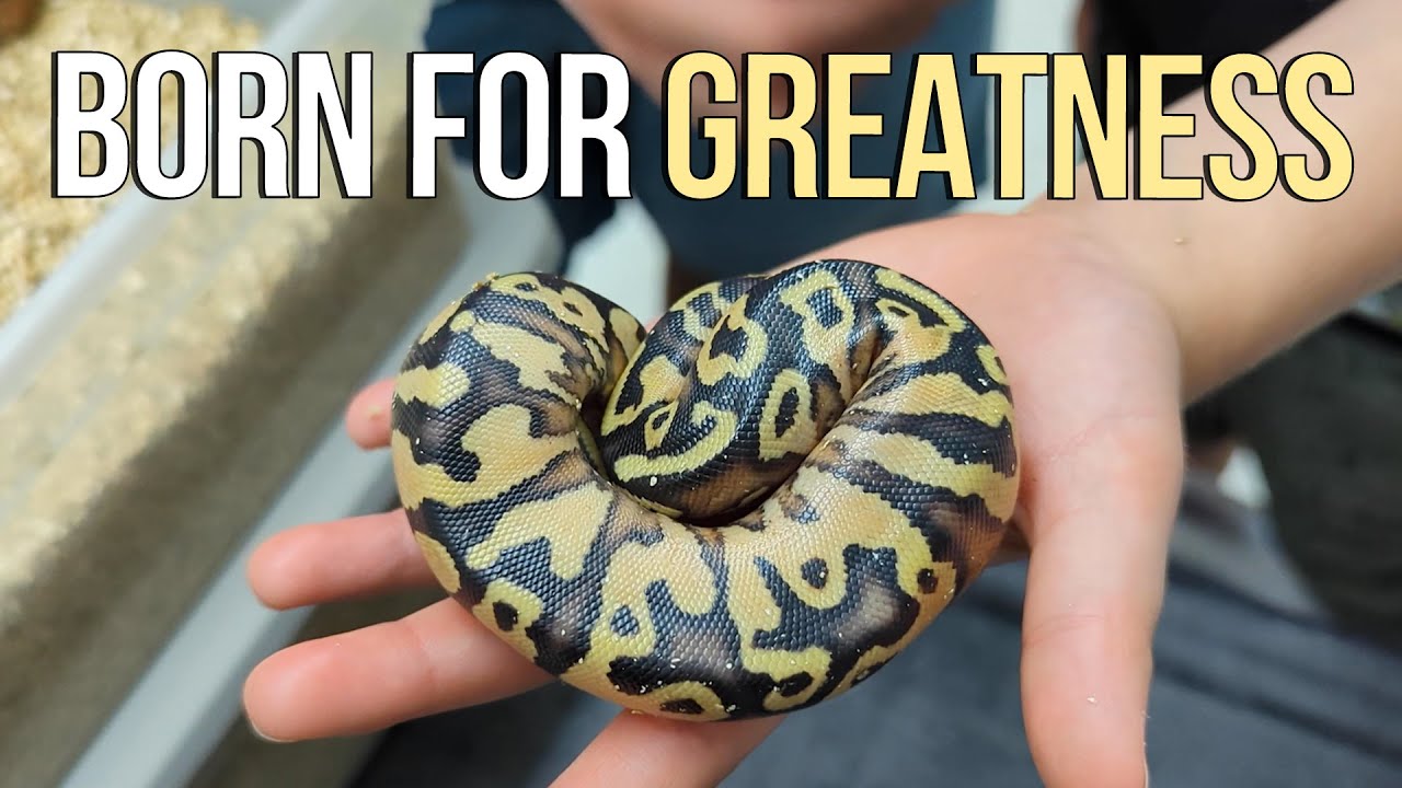 BALL PYTHON HATCHLINGS! 2022 IS WELL UNDERWAY! - YouTube
