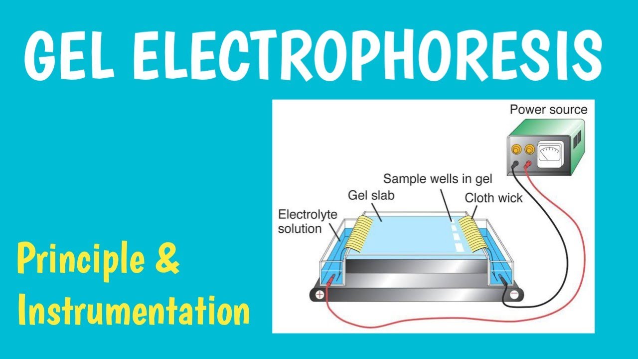 Principle and instrumentation of gel electrophoresis - YouTube