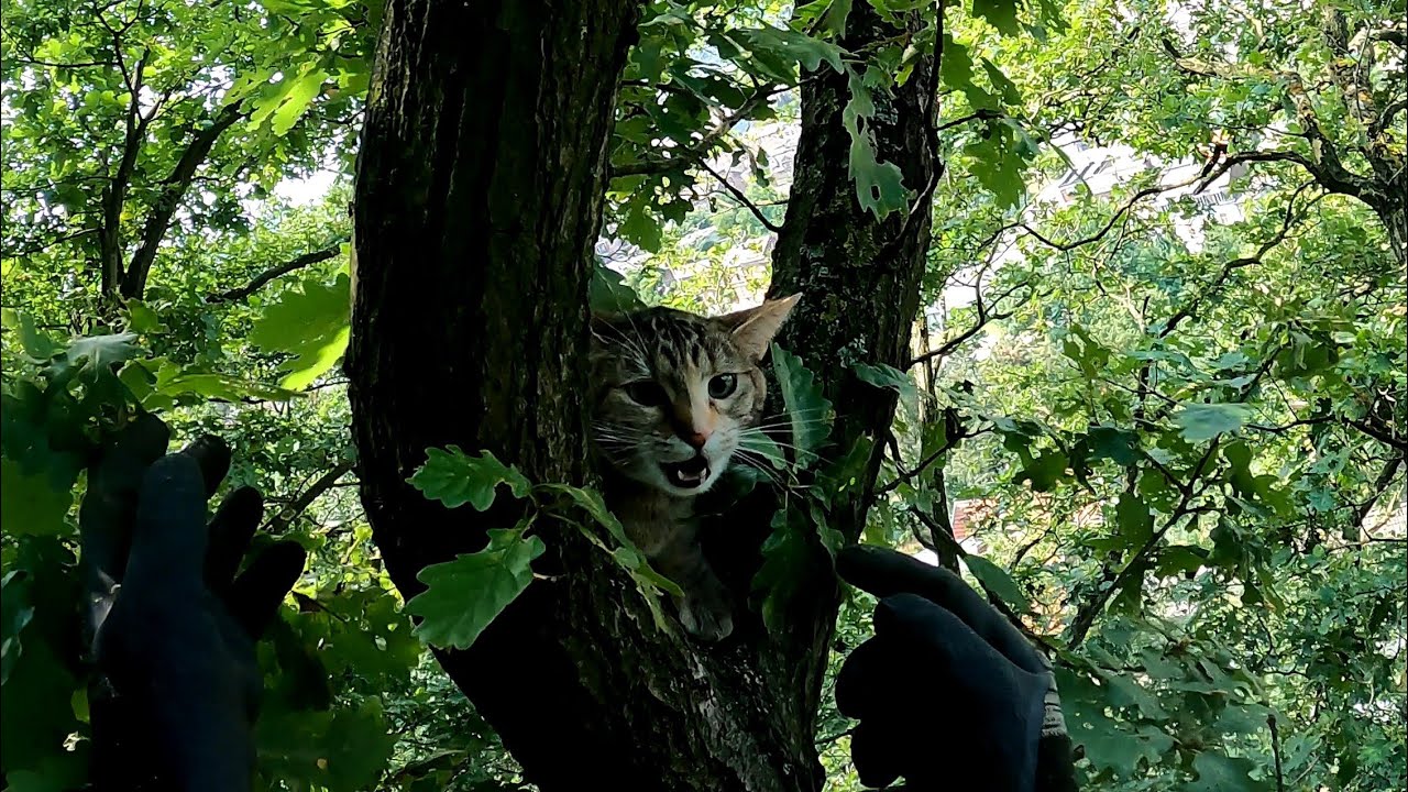 SAUVETAGE D'UN CHAT BLOQUÉ DANS UN ARBRE DE 15M DEPUIS 3 JOURS 🤬😰 - YouTube