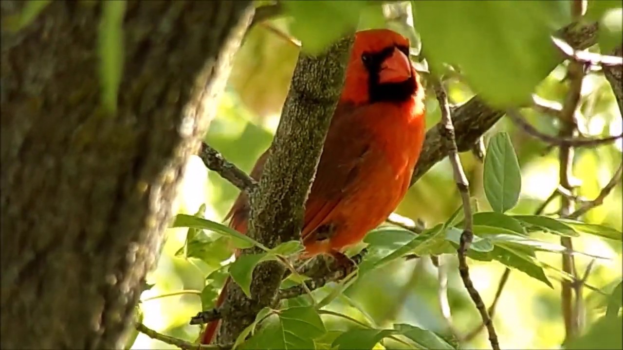 Southeast Wisconsin Wildlife 6/17/20 The Male Cardinal - YouTube