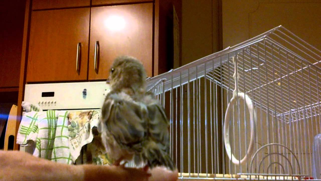 Sparrow baby bird, learning to fly - YouTube