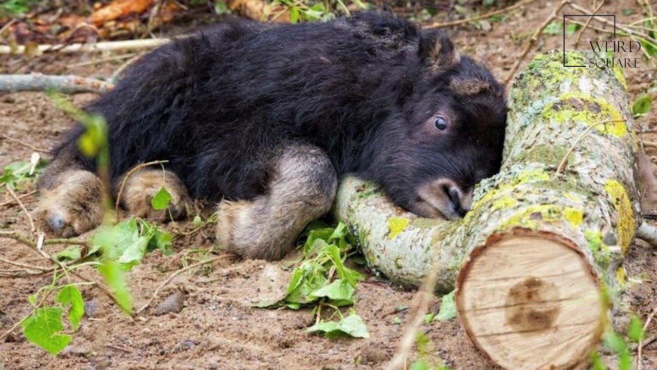 Interesting facts about musk ox by weird square - YouTube