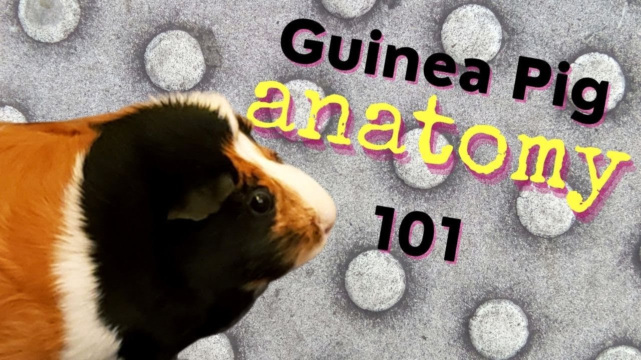 Guinea Pig Anatomy 101 - The TRUTH of the Matter - YouTube