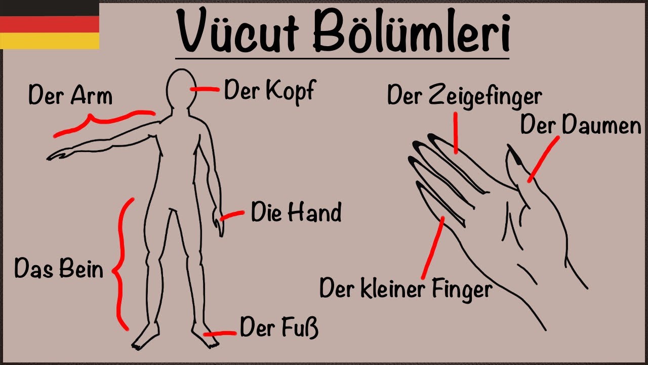 Almanca V cut B l mleri Die K rperteile YouTube almanca-v-cut-b-l-mleri-die-k-rperteile-youtube