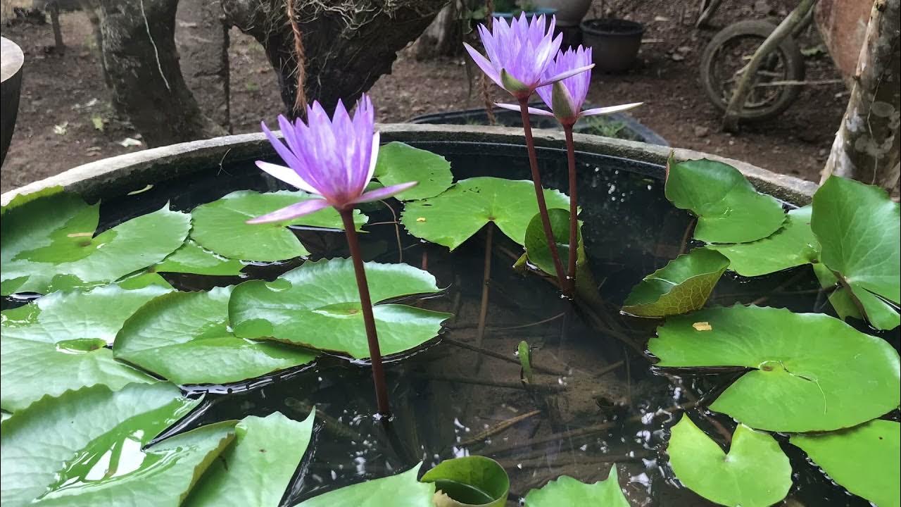 නිල් මානෙල් මල || Nymphaea stellata Wild. || [PAPER DS] - YouTube