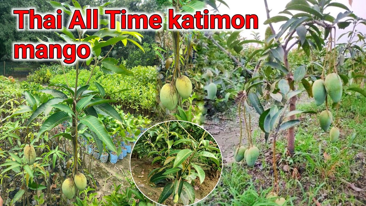 Thai katimon Mango All Season variety // All Time Katimon Mango Plant ...