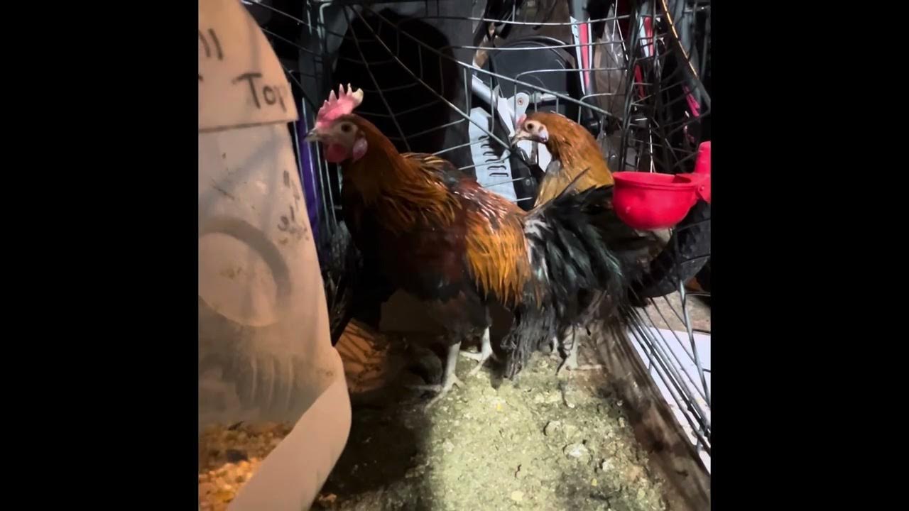 Update on young Red Jungle Fowl stags- saib lau qaib dib qaib qus - YouTube