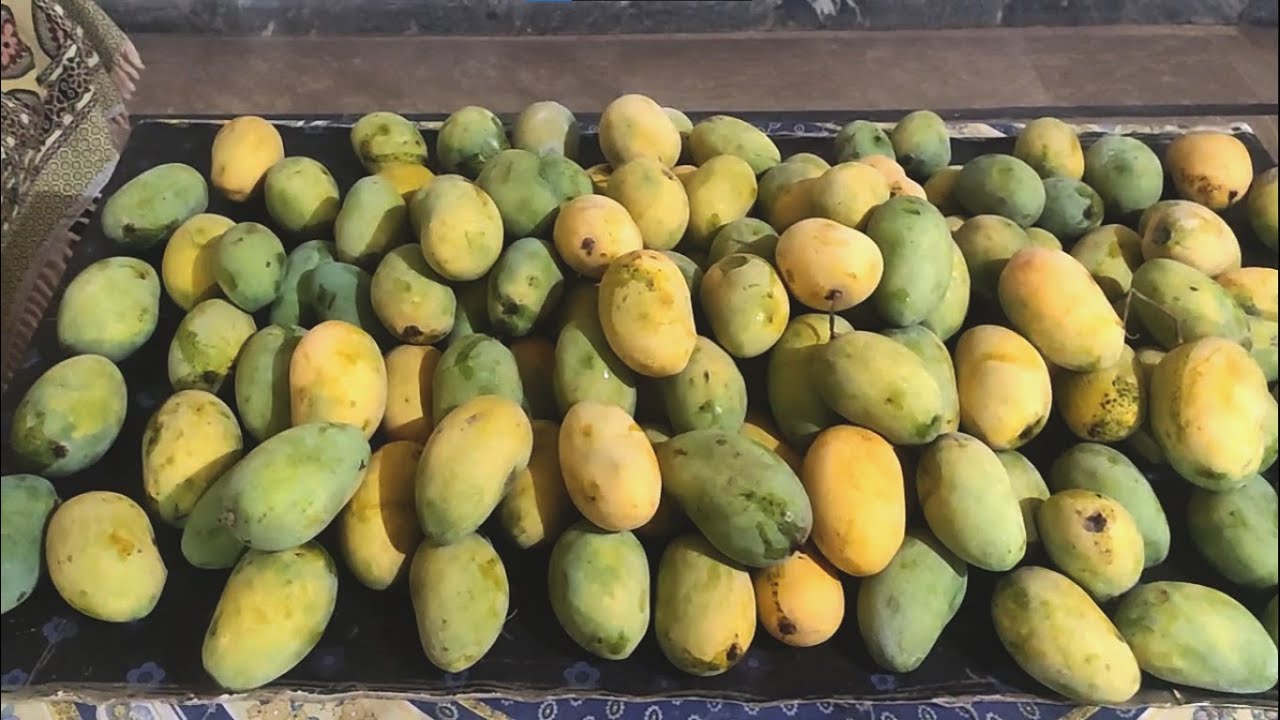 Mango Time Multan Chonsa Mangoes - Black Chonsa - Kala Chonsa - YouTube