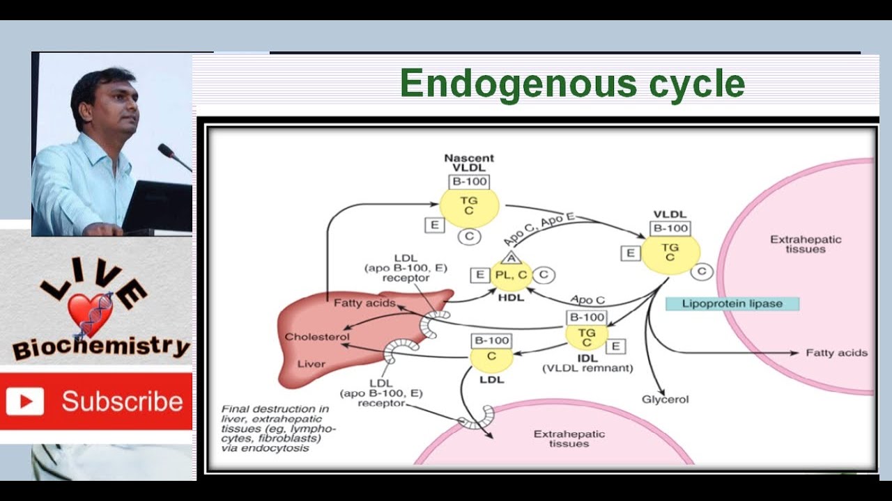 VLDL and LDL metabolism biochemistry | Endogenous lipid transport ...