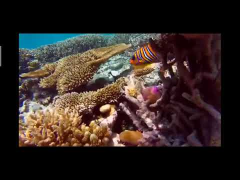 Sea Turtles - YouTube