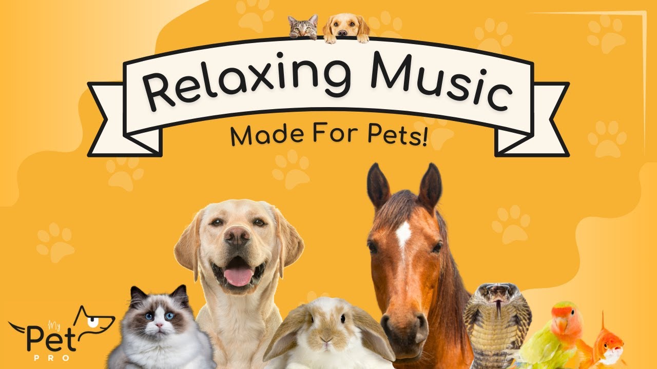 MyPetPro: Relaxing Music For Pets - YouTube