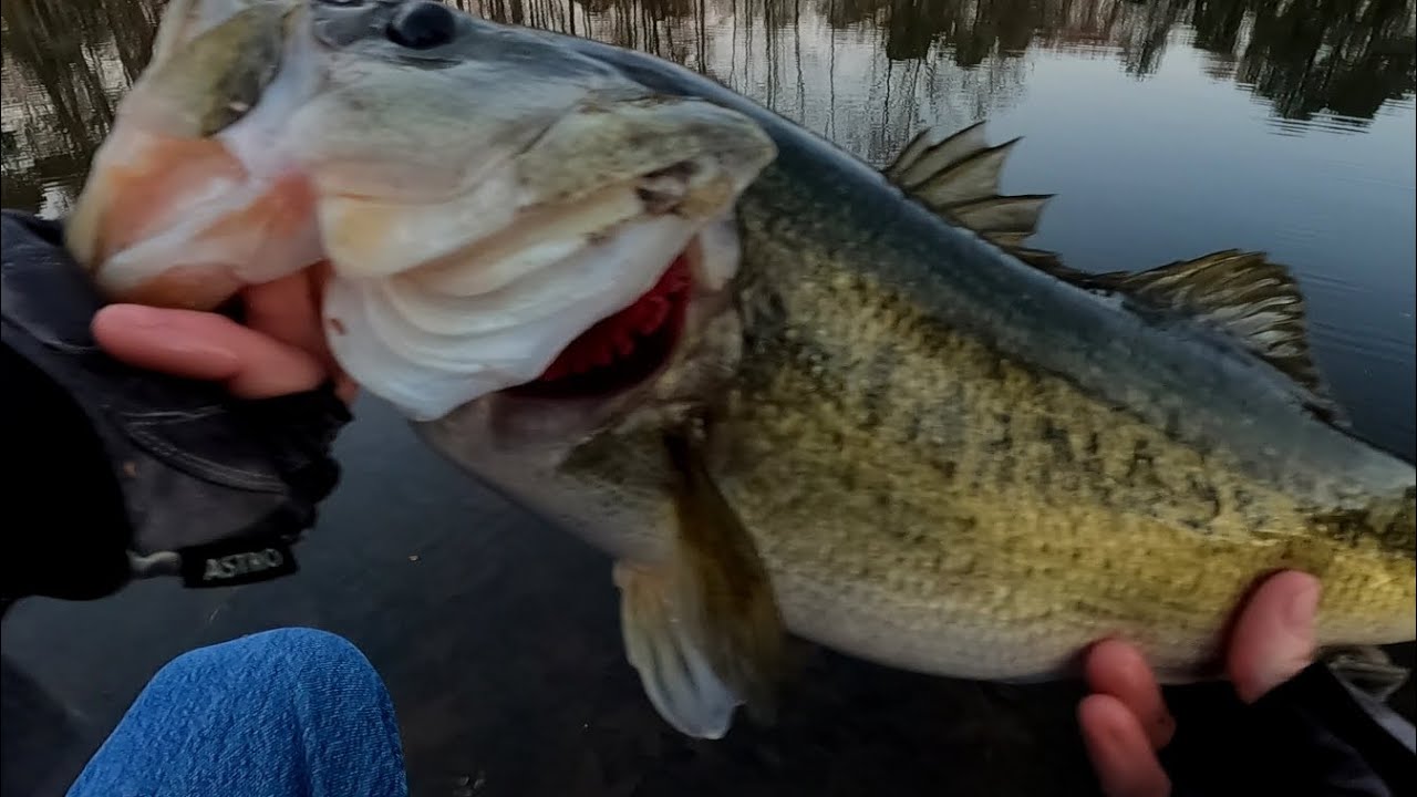 5 Pound Bass Caught In A Tiny Unexplored Pond nlbn K tail YouTube 5-pound-bass-caught-in-a-tiny-unexplored-pond-nlbn-k-tail-youtube