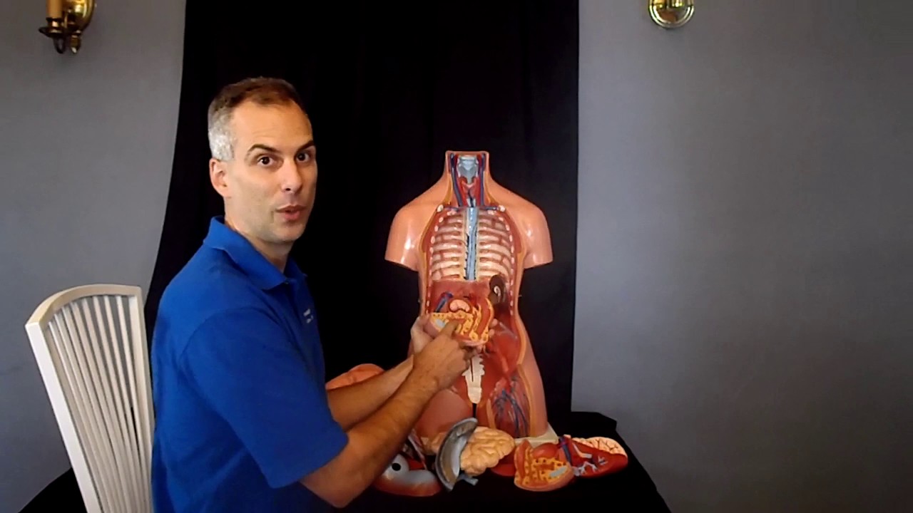 Full-size human anatomy model, part 2 - YouTube
