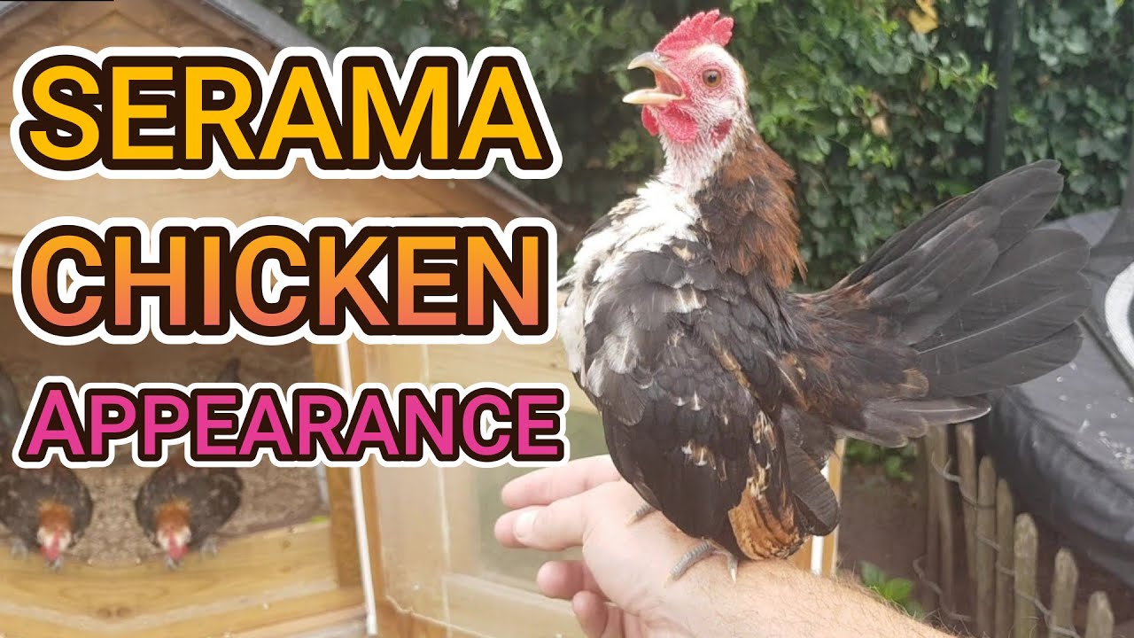SERAMA CHICKEN APPEARANCE| The Tiny Chickens with a Big Personality ...