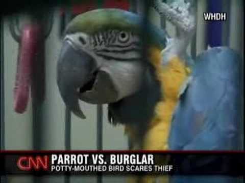 Potty Mouth Parrot - YouTube