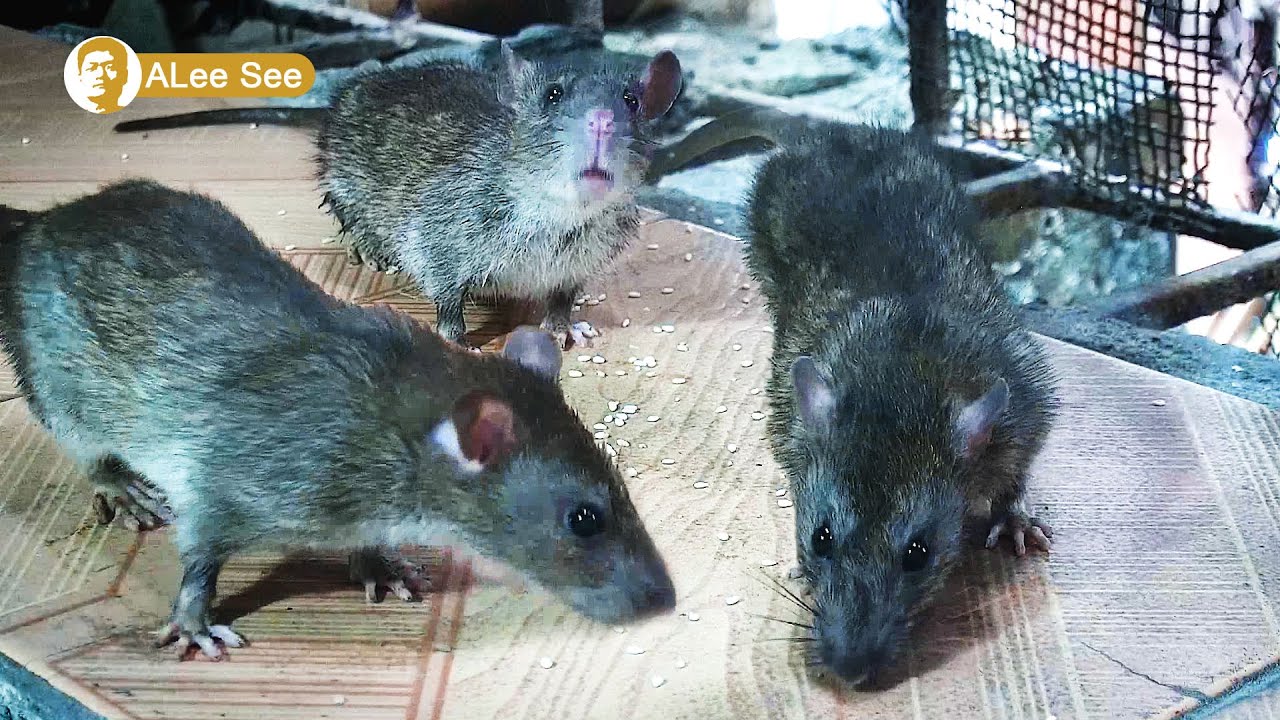 Mouse eating sesame - YouTube