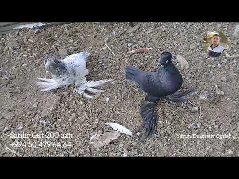 Dekorativ Göyercinler - 2023