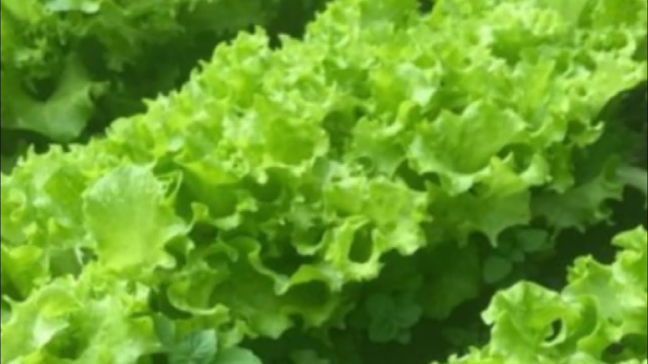 F1 Green Lettuce Slad Patta Grow At Home 🌞 - YouTube