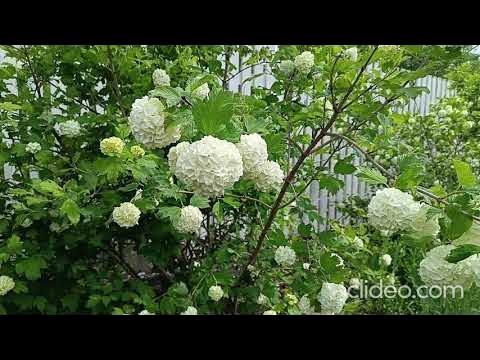 Калина Бульдонеж - тонкости выращивания - YouTube