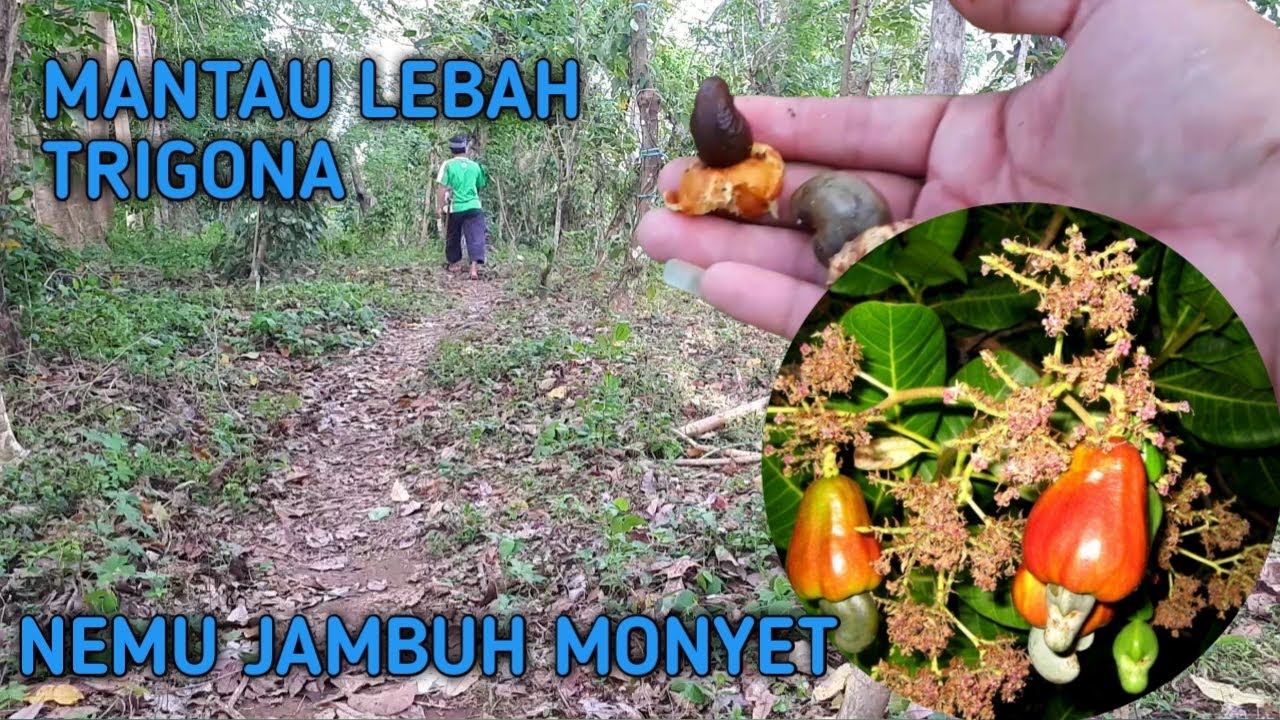 JAMBU MONYET SILVER QUEEN SAMBIL NGEBOLAN LEBAH TRIGONA - YouTube