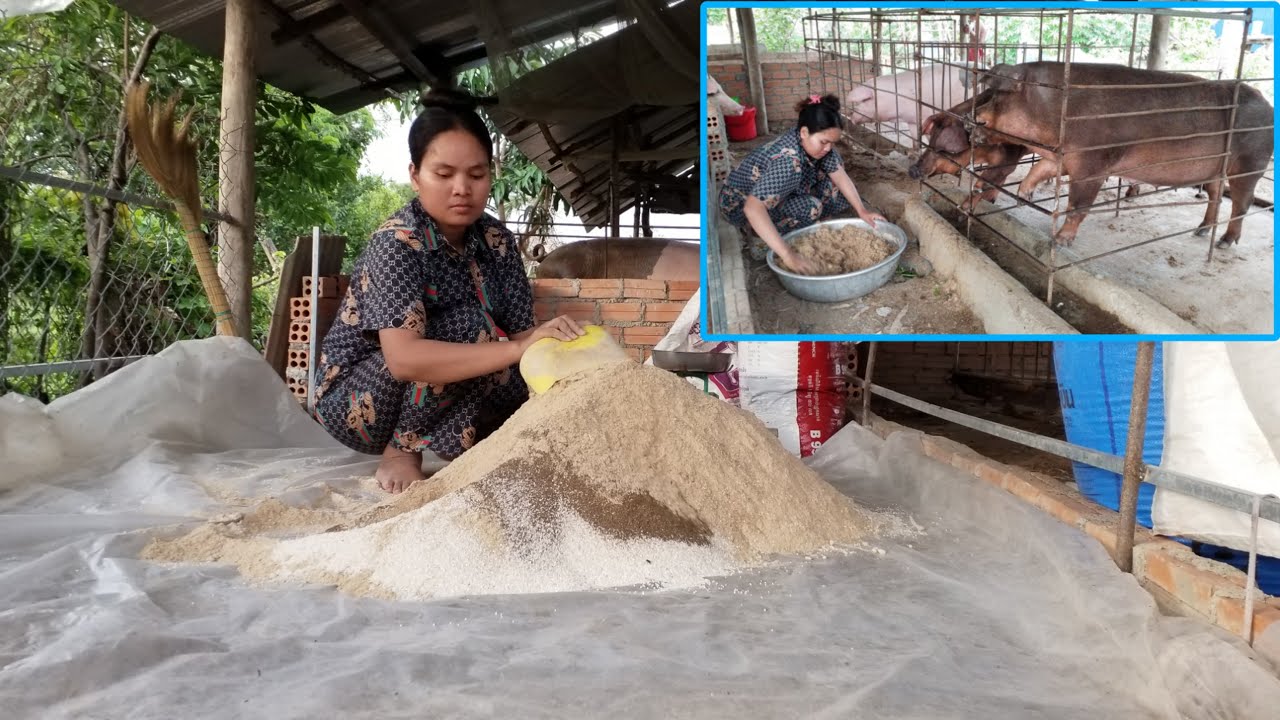 How to mix pregnant pig feed for mixing with banana tree on my farm ...