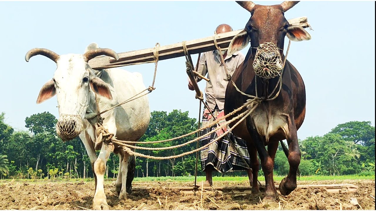 Primitive Way To Farming in Bangladesh Village // Village Agriculture ...