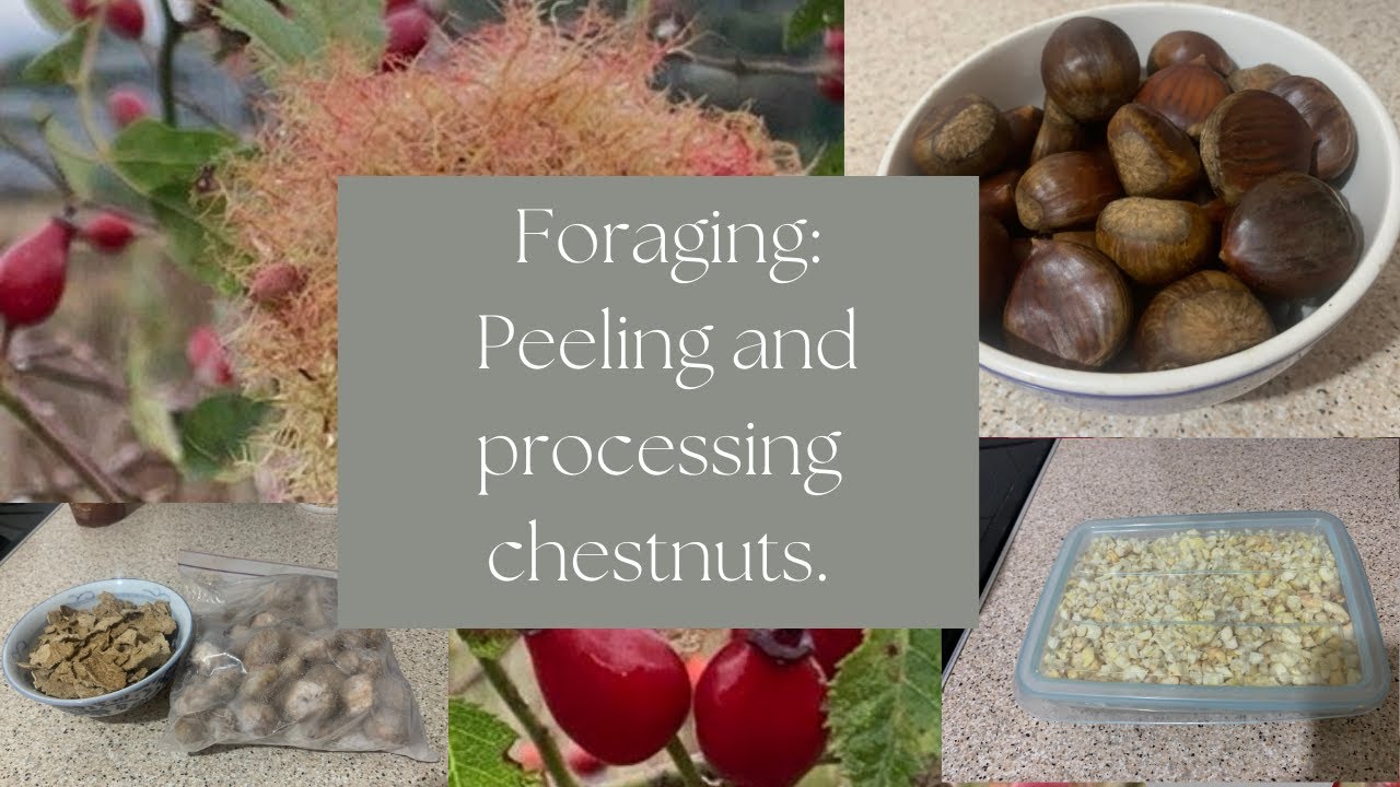 Foraging: Peeling, processing, storing chestnuts. Can't or don't like ...