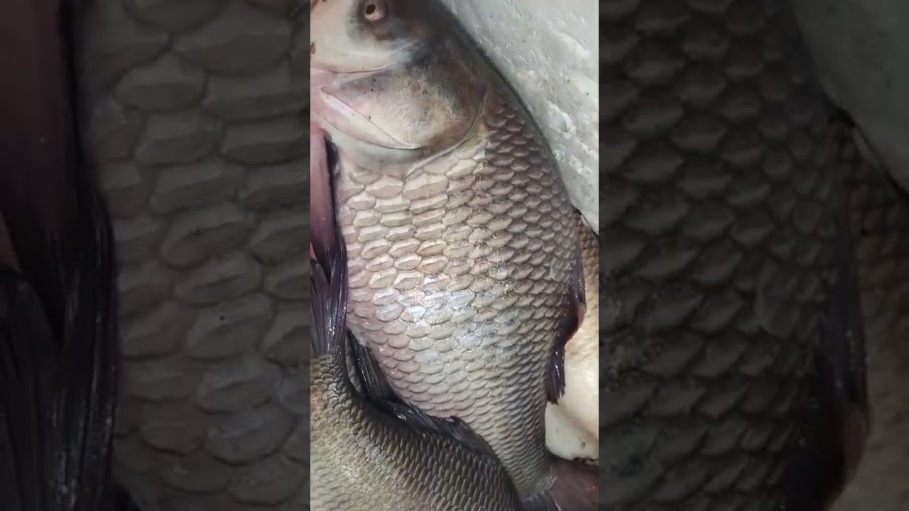 bocha fish🐠🐋🐟 - YouTube