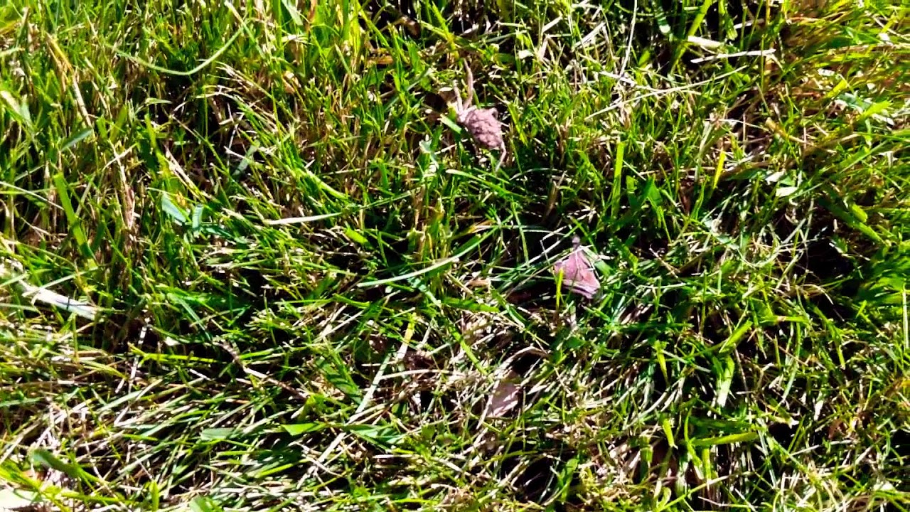 Pineapple Spider? - YouTube