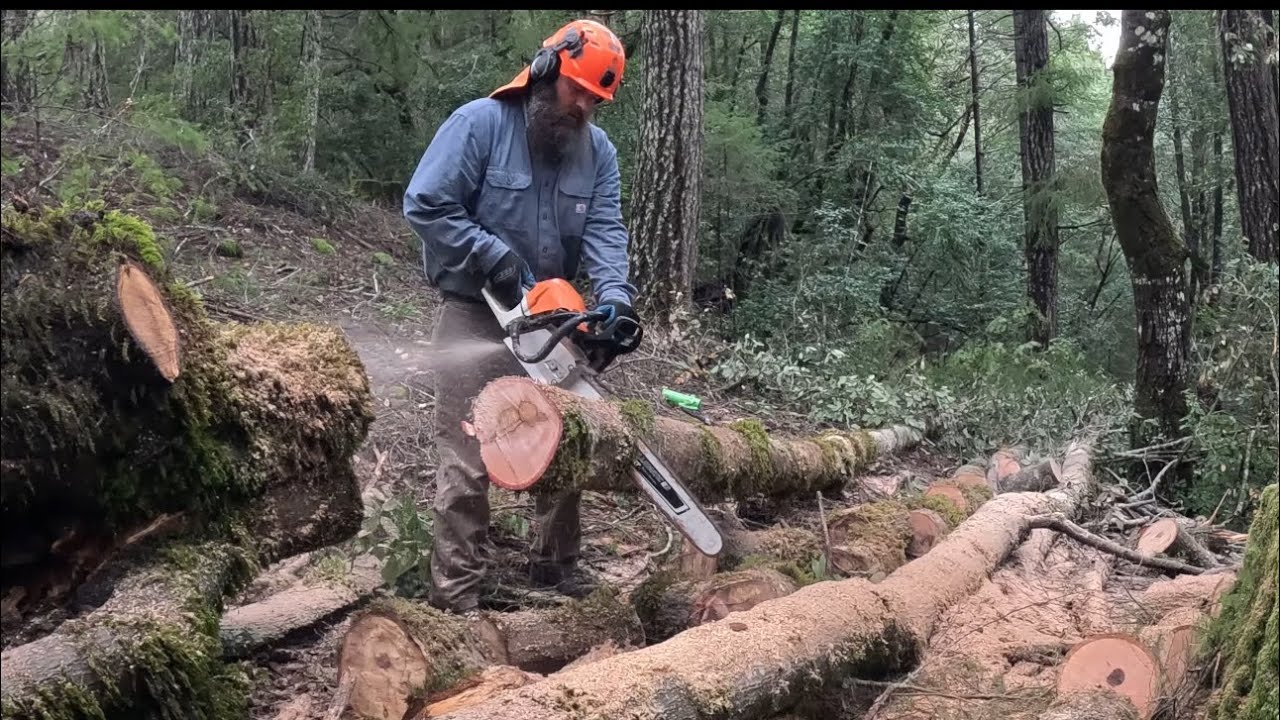 Storm Aftermath: Cutting Up a Fallen Tan Oak Tree for Firewood" - YouTube
