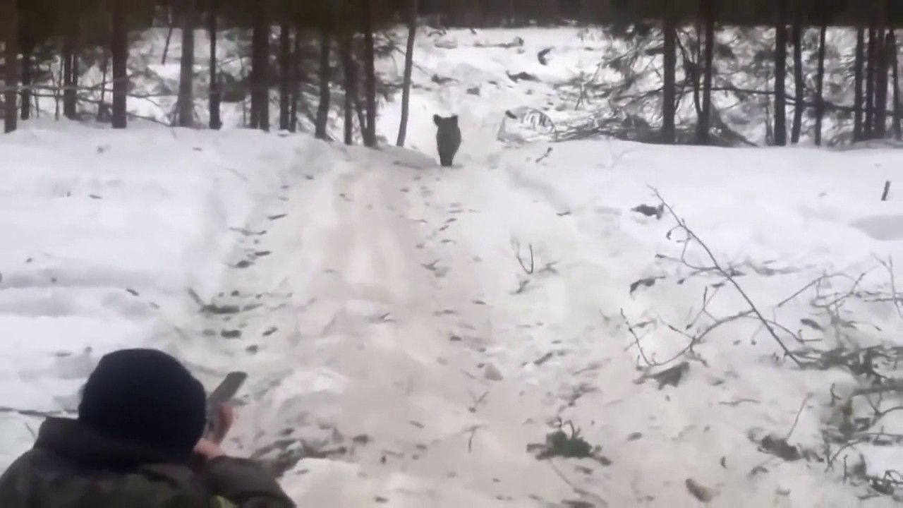WILD BOAR attacking human - YouTube
