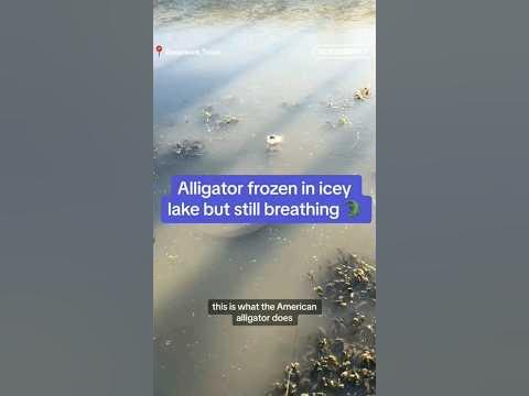 Texas Frozen Alligator Alive in ice #ice #alligator #snow #frozen # ...