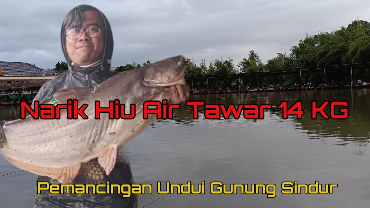 Mancing Ikan Hiu Air Tawar 14 KG || Pemancingan Undui Terbaru - YouTube