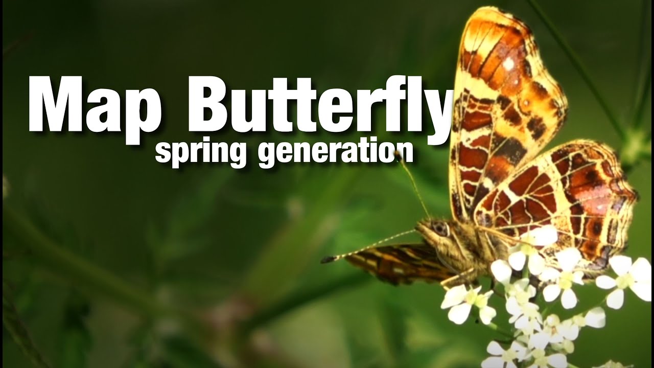 Map Butterfly, Spring generation (Landkaartje vlinder, voorjaarskleed ...