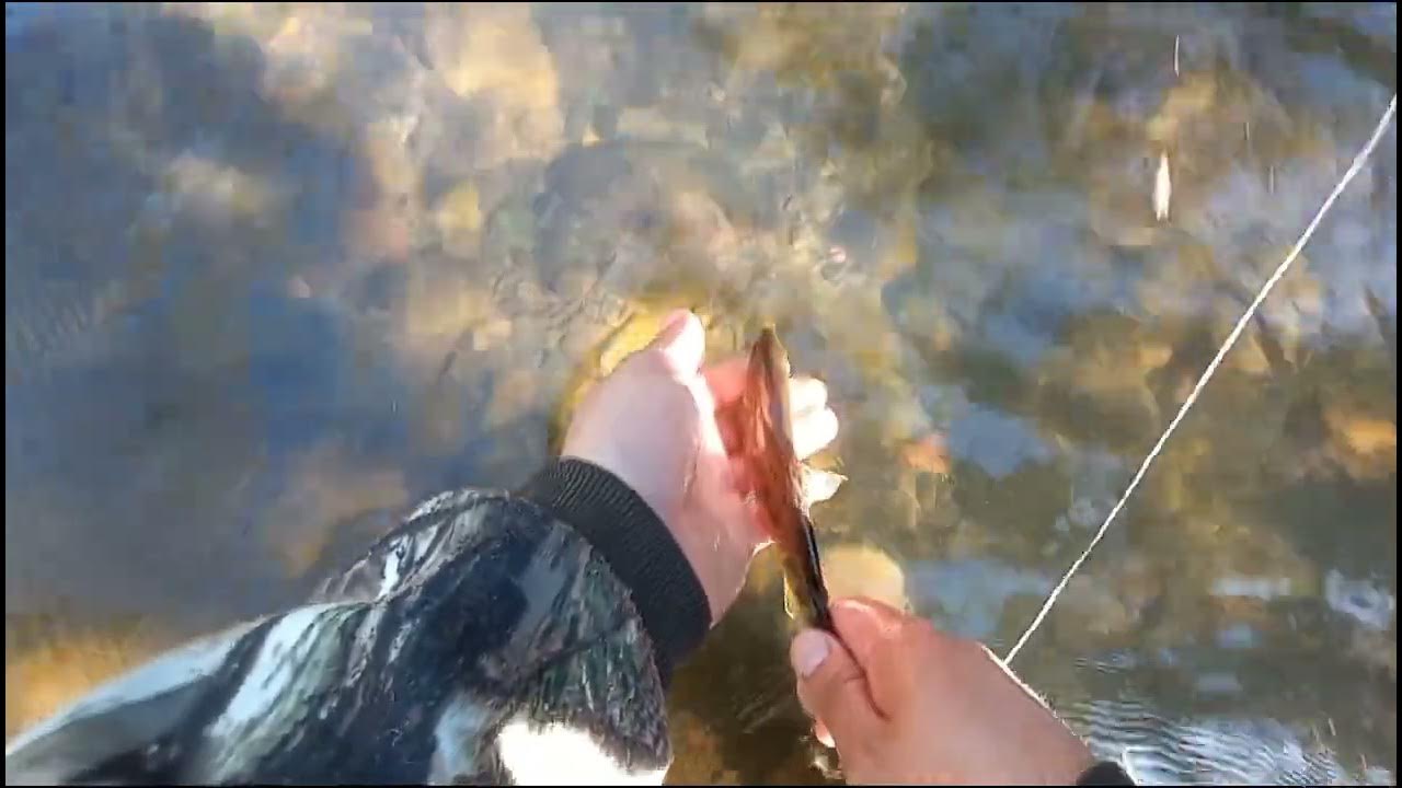 Pesca en Chile, Tarde en el Río, con Flandesman// Muchas Capturas, Aventuras. Sur De Chile ...
