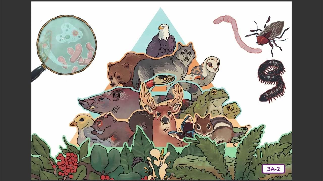G3 CKLA Domain 11 Ecology - Lesson 3: Food Chains: Part II. - YouTube