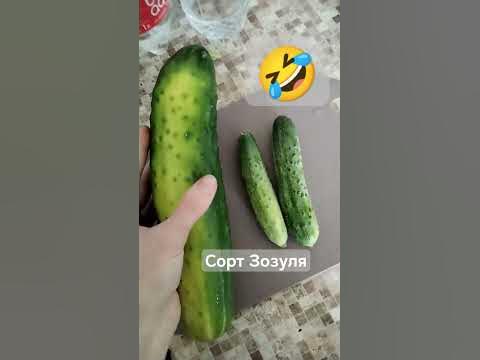 огурец сорт зозуля - YouTube