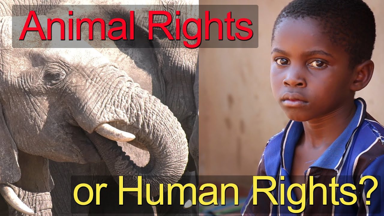 Animal Rights or Human Rights? - YouTube