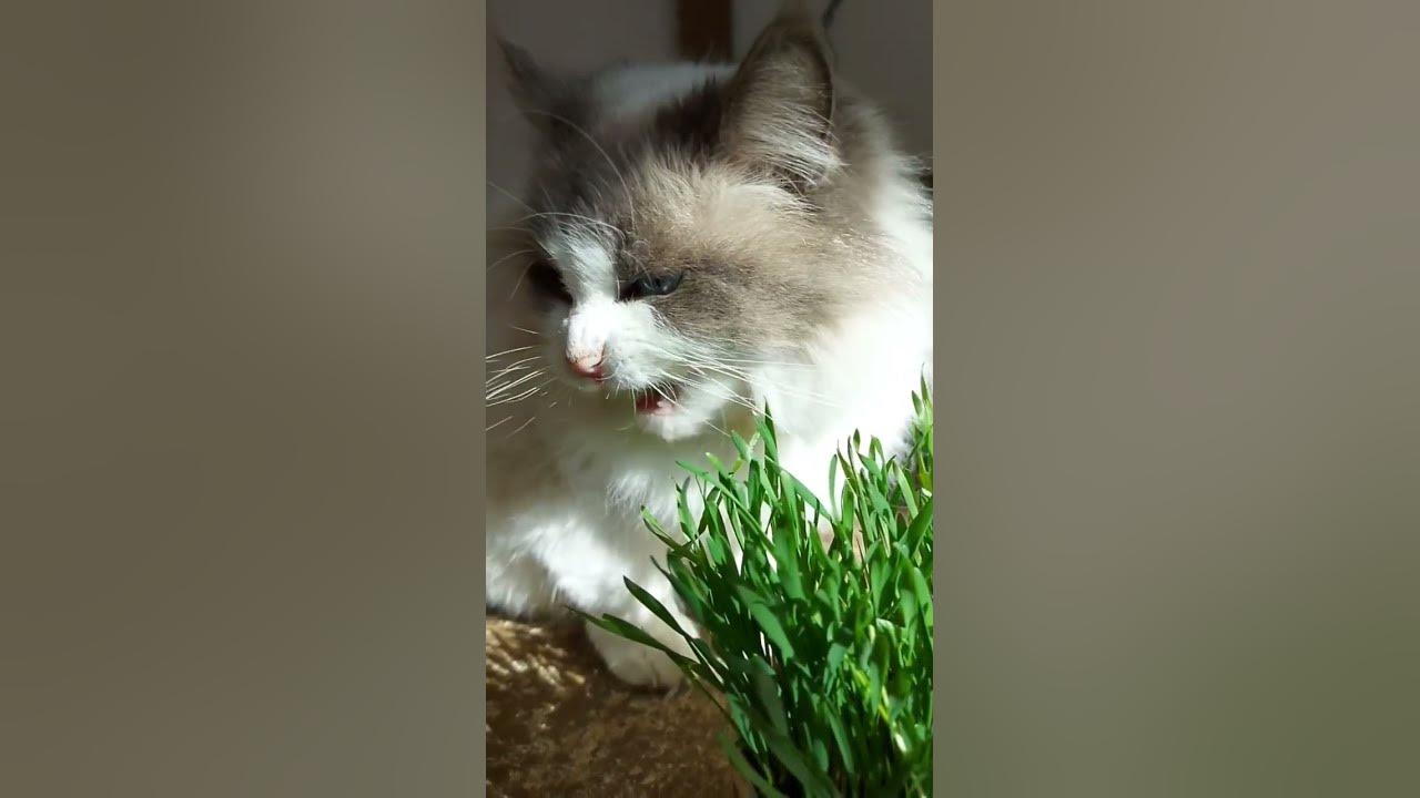 рэгдолл самая красивая порода кошек Plushdollru Ragdoll коты