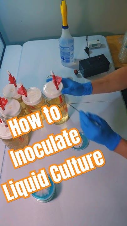 How to Inoculate Liquid Culture! #mycology #fungi #labwork #thefungusfrequency - YouTube
