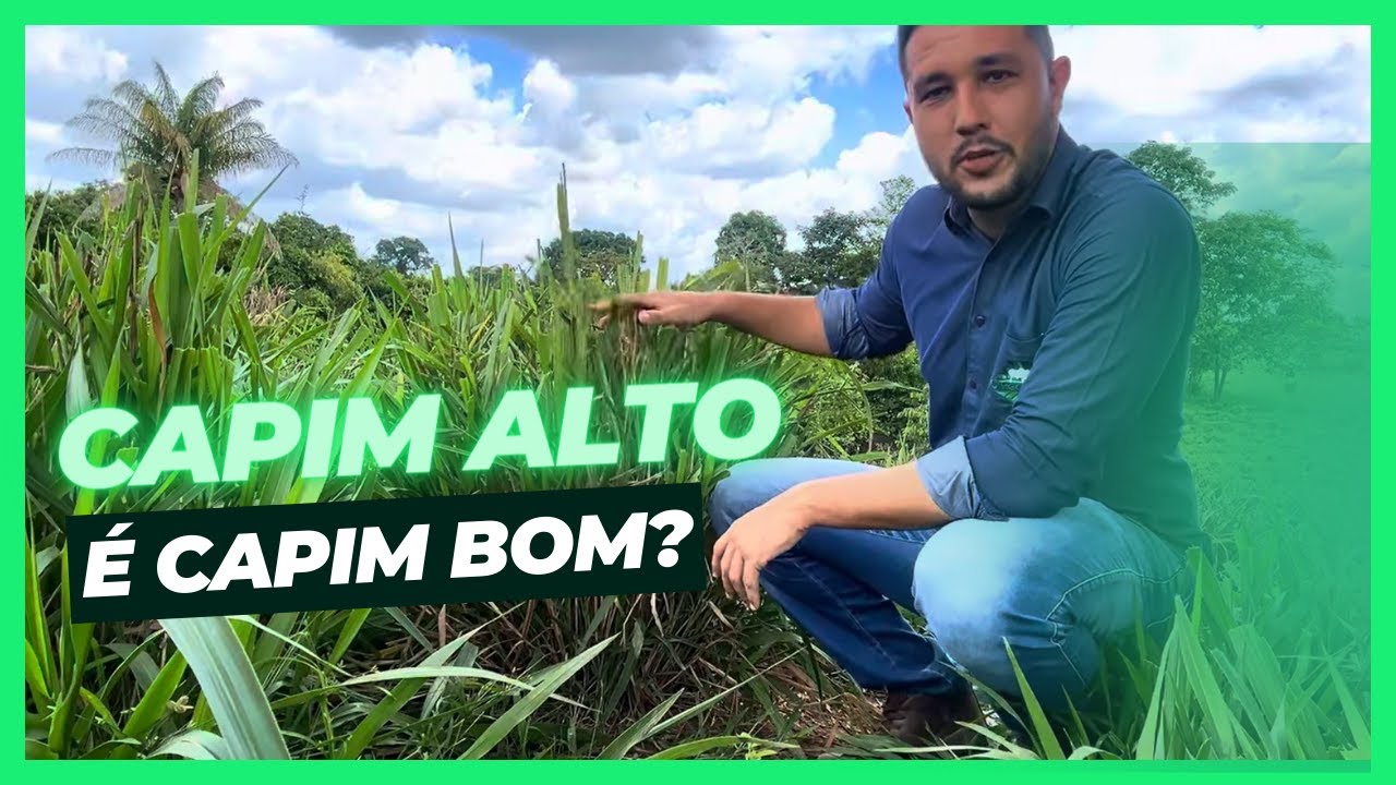 Tenha esse cuidado na altura de entrada do seu capim - YouTube