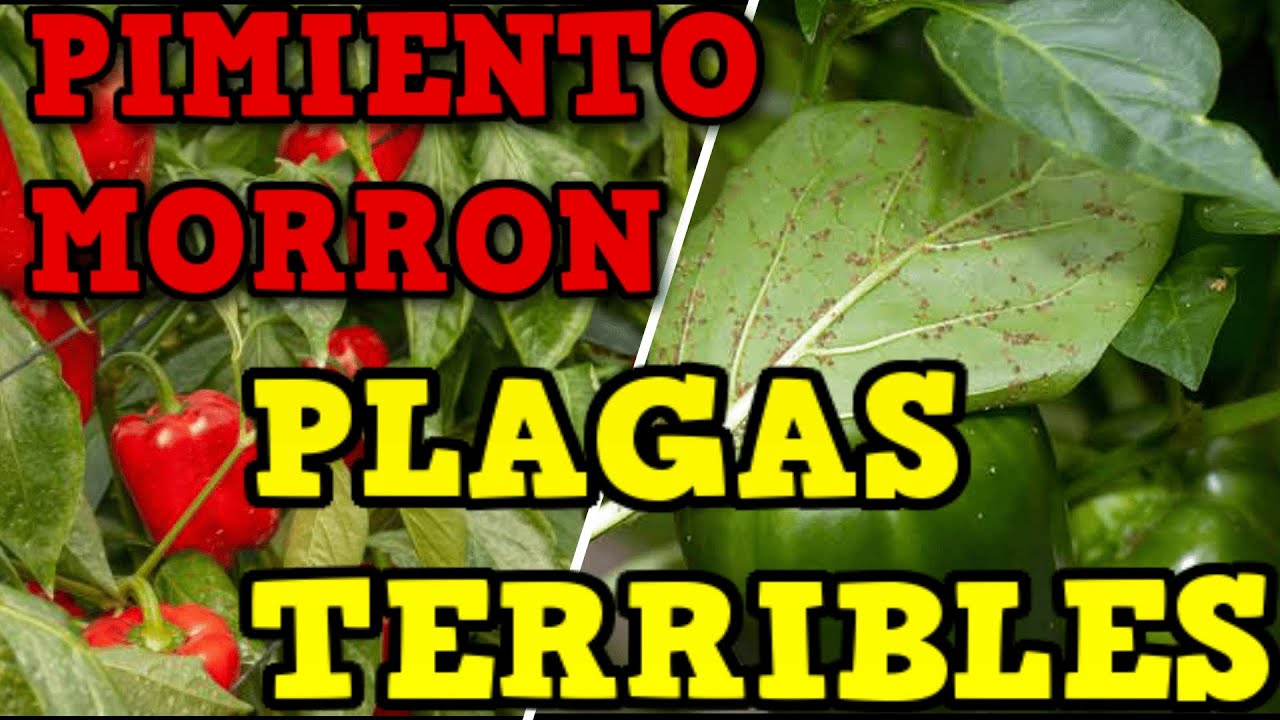 5 Plagas del Cultivo de Pimientos - Morrón - Ají | Cómo Combatirlas ...