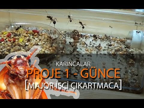 Canlı Yemle Karınca Besleme - Proje 1 Koloni