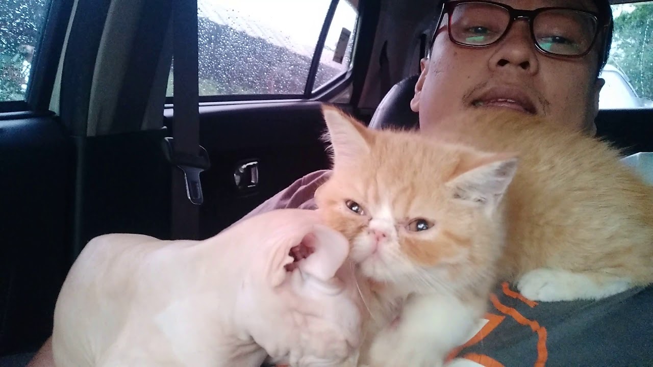 Cara Membawa Kucing di Mobil - YouTube