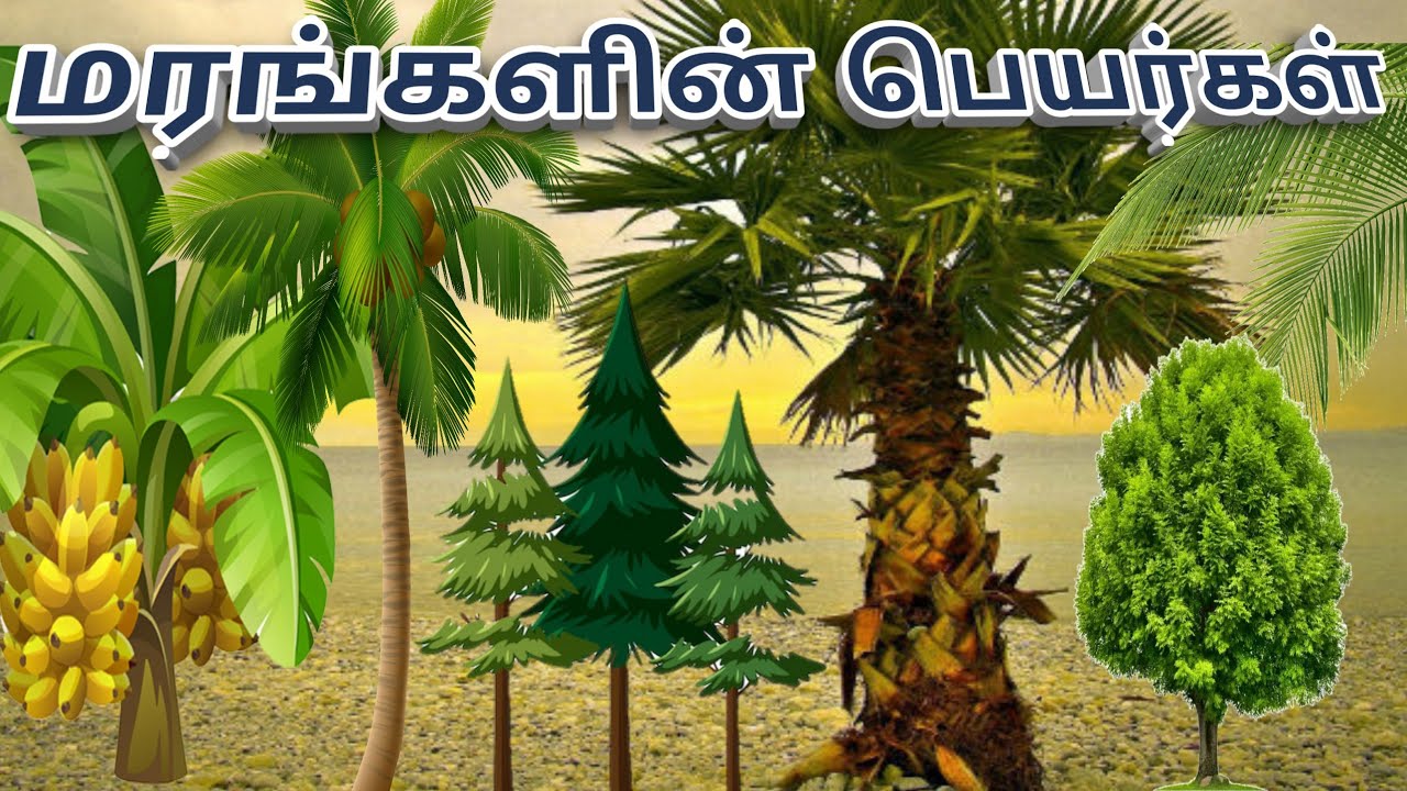 மரங்களின் பெயர்கள் | Learn Trees Names in Tamil | மரங்கள் | marangal ...